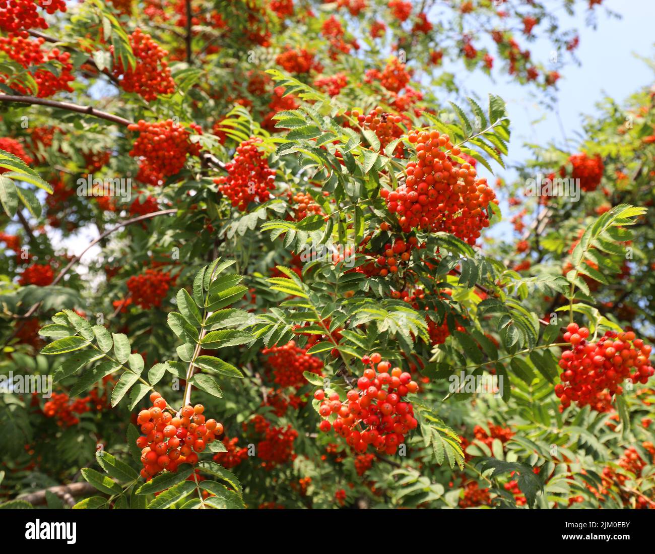 Red berries of the tree called Rowan with green leaves in summer Stock ...