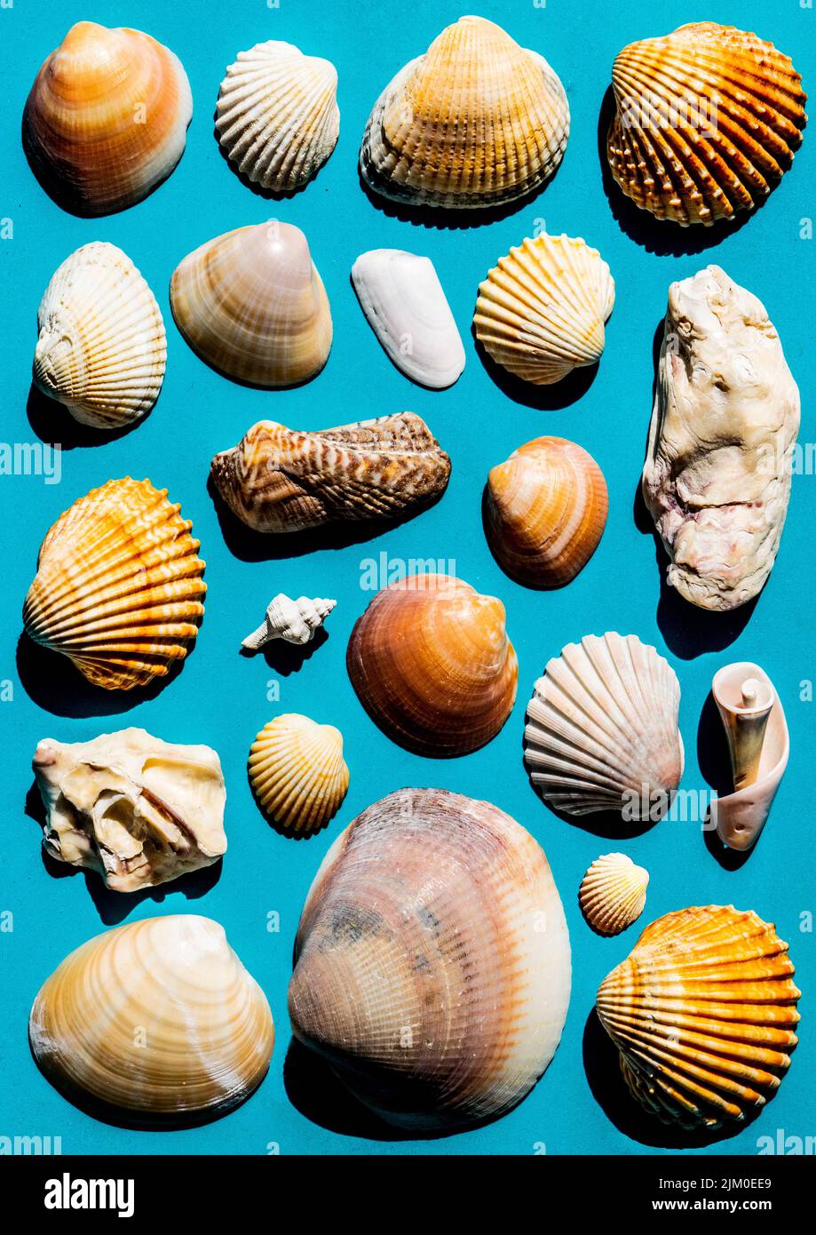 A vertical top view of various types of exotic seashells under bright ...