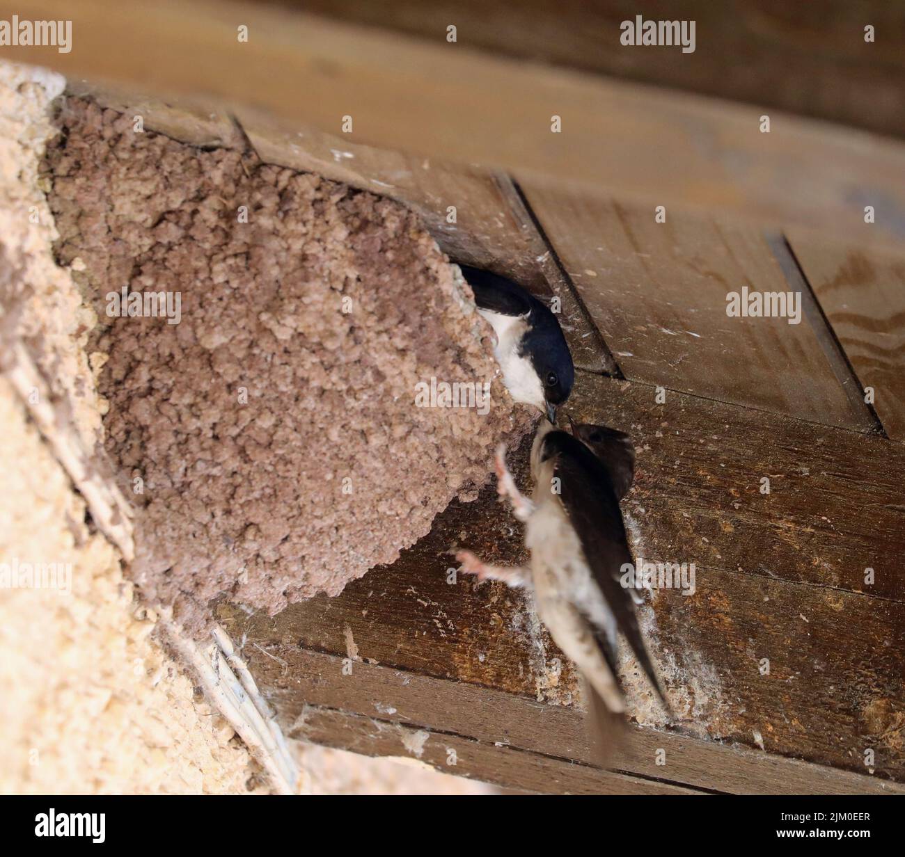 two swallows help each other to build the nest to keep their offspring ...