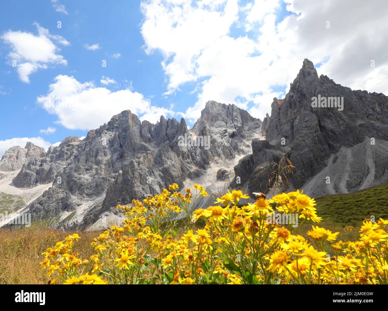 Arnica montana is a yellow flower used in medicine for many remedies ...