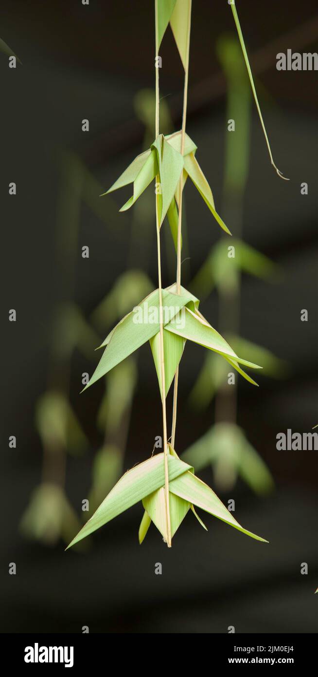 Bamboo like plant hi-res stock photography and images - Alamy