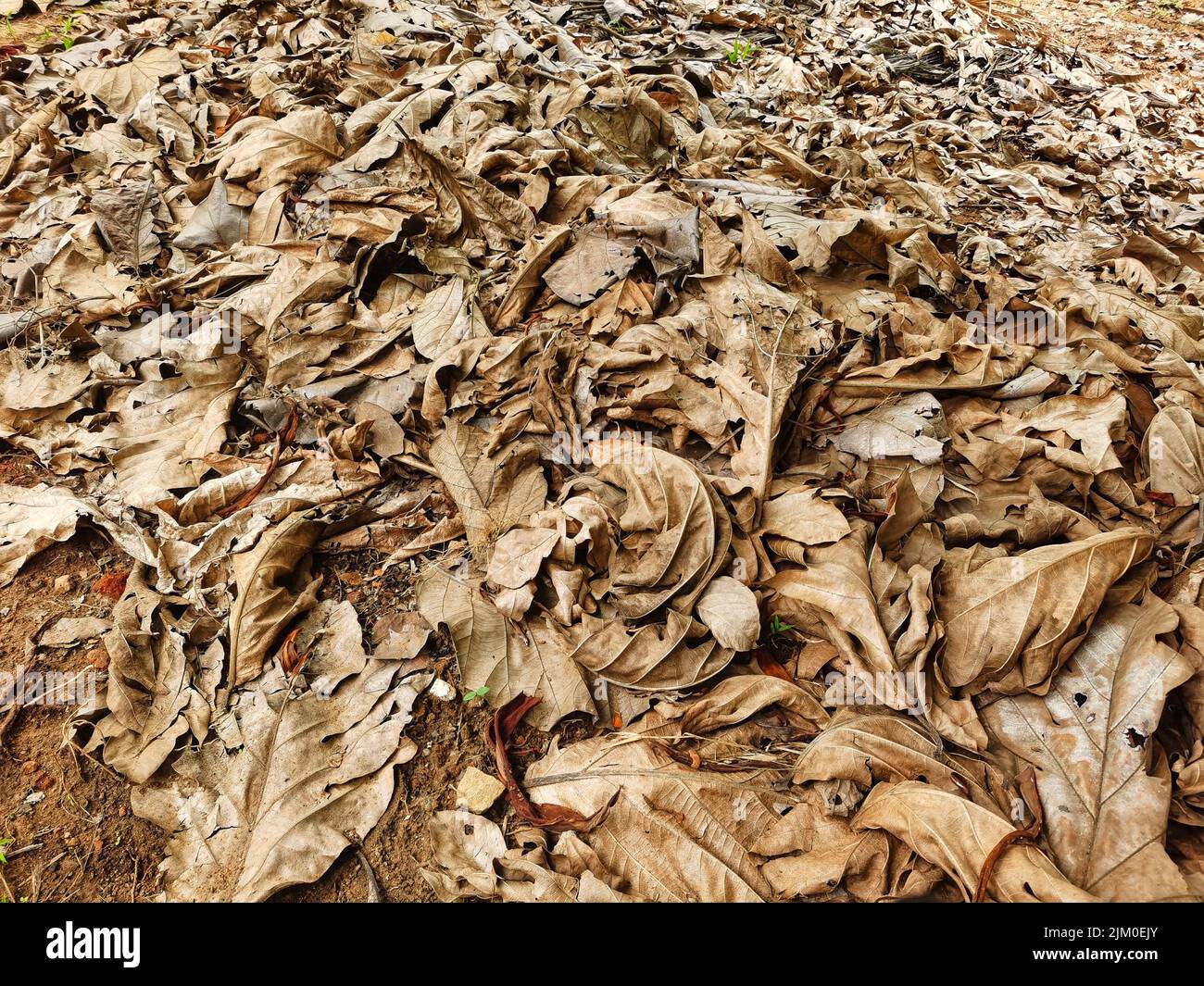 A pile of dry fallen brown leaves on the ground in fall Stock Photo - Alamy