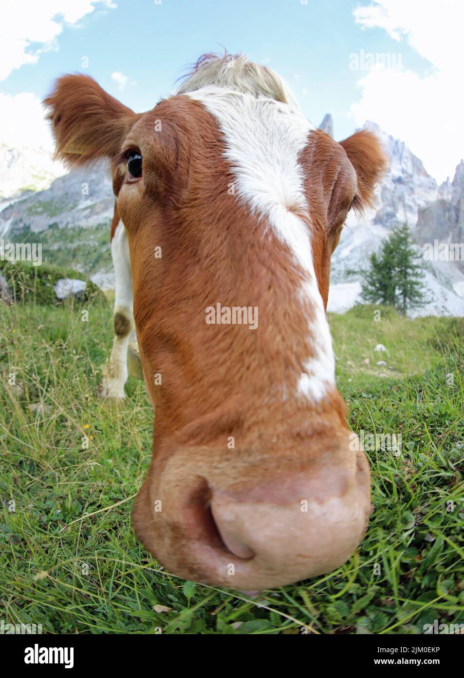 curious cow looking towards the camera with a fisheye lens attached which distorts the image ...