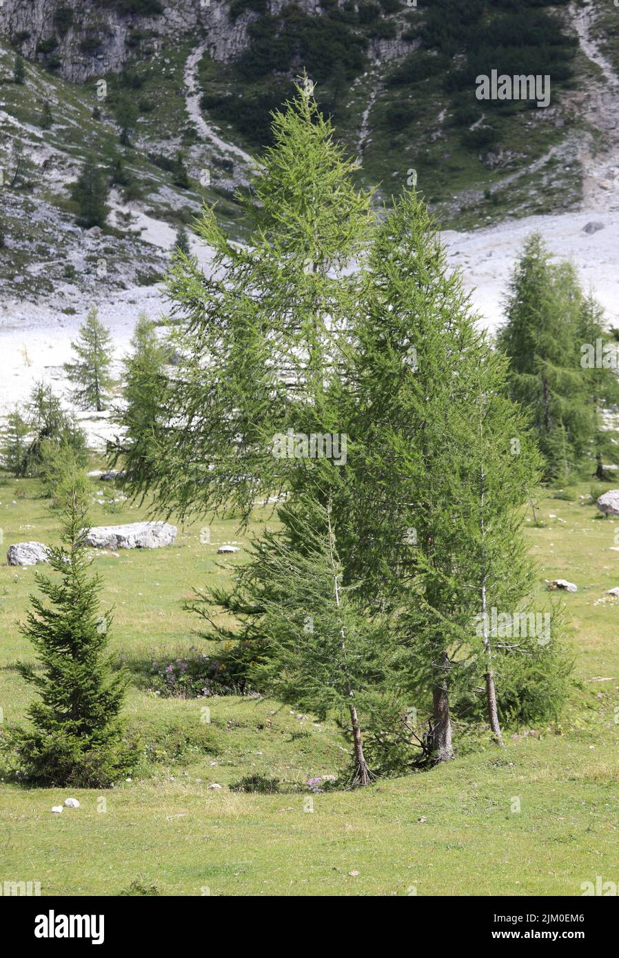 Fir trees are the classic Alpine vegetation that grows spontaneously ...