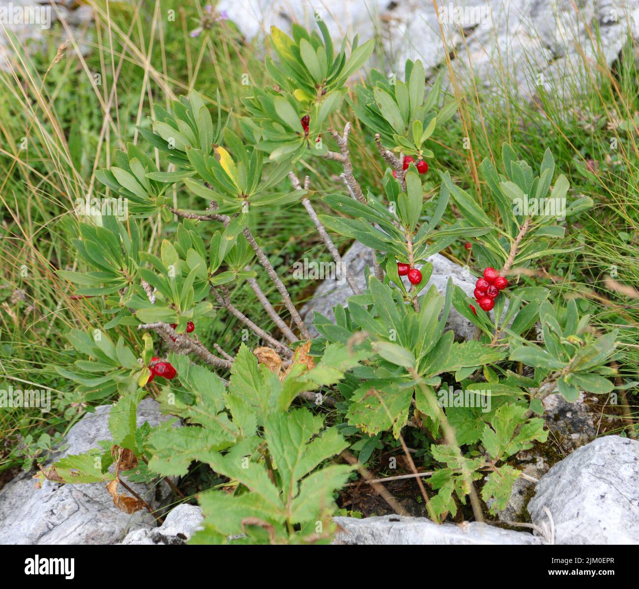 Red Berries and leaves of daphne mezereum very toxic plant in the Alps ...