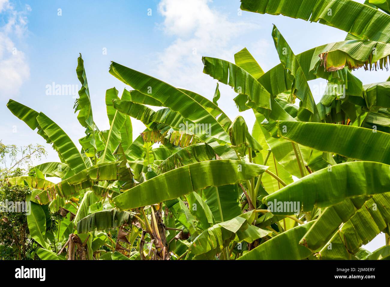 Garden close up in summer grazing hi-res stock photography and images ...