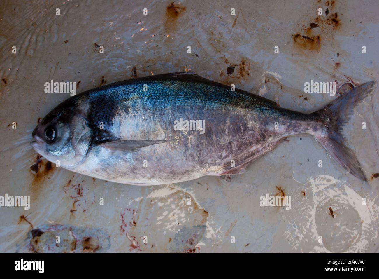 Common warehou hi-res stock photography and images - Alamy