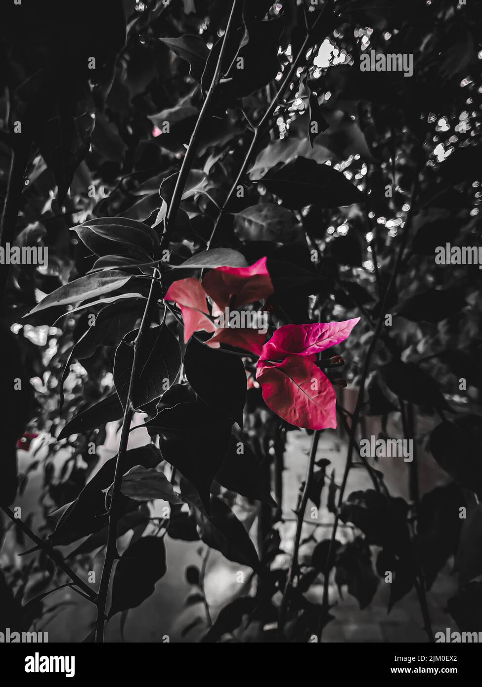 Choose only one master, the nature Stock Photo - Alamy