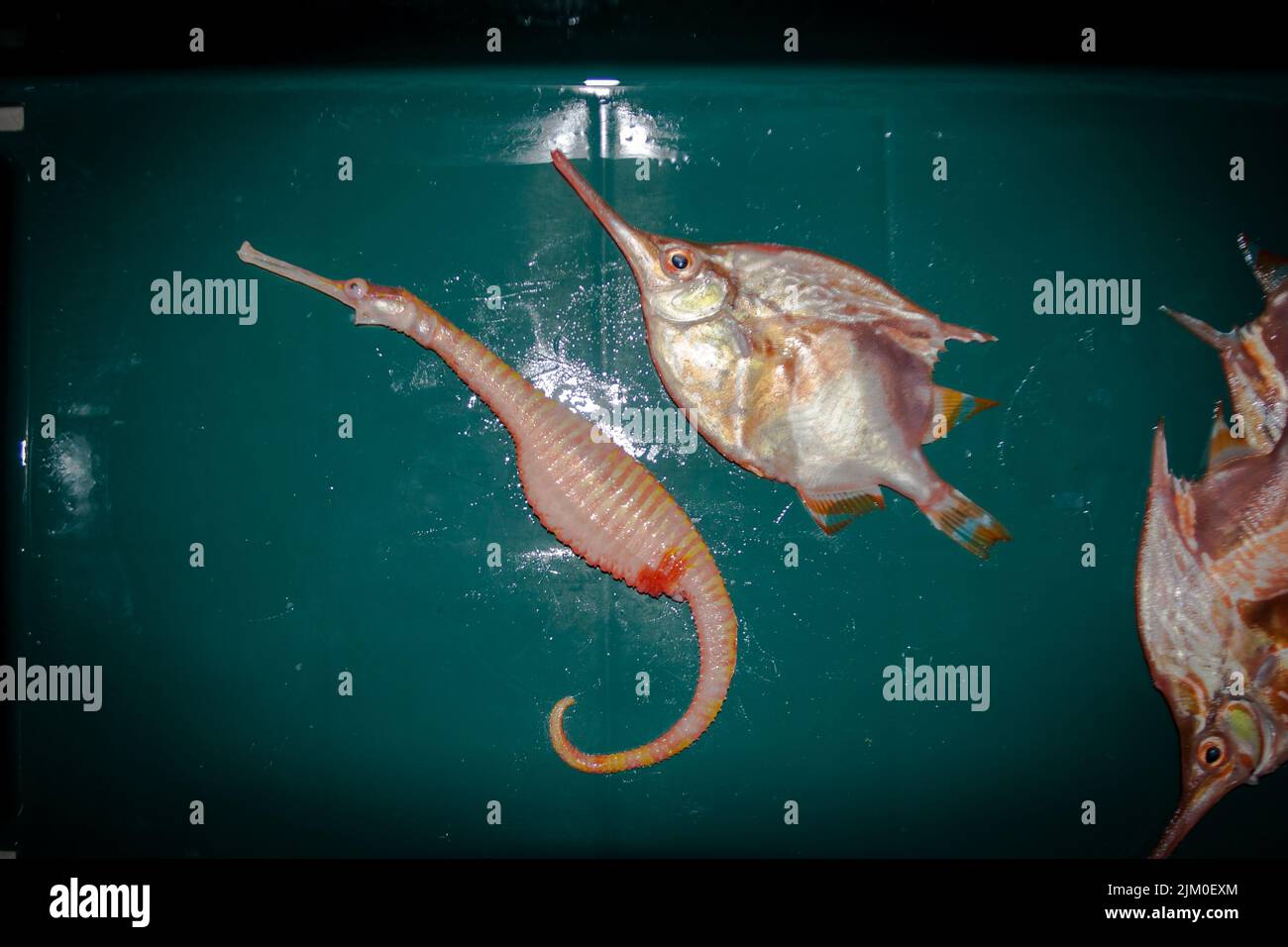 A Look at Life in New Zealand. Banded bellowsfish (Centriscops ...