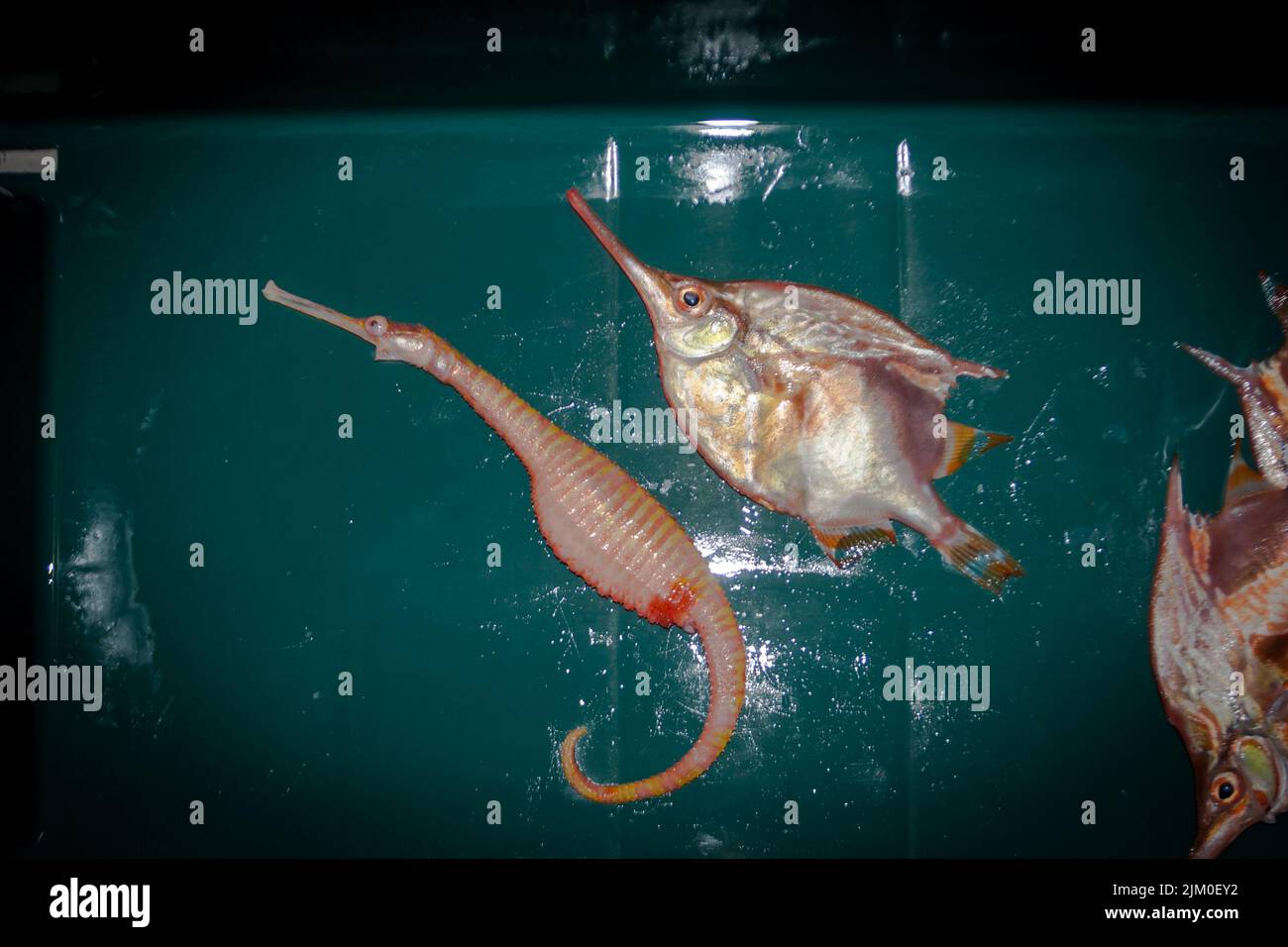 A Look at Life in New Zealand. Banded bellowsfish (Centriscops ...