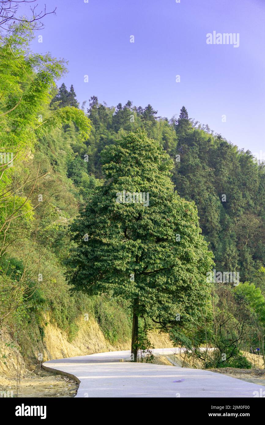 Path surrounded by trees hi-res stock photography and images - Alamy