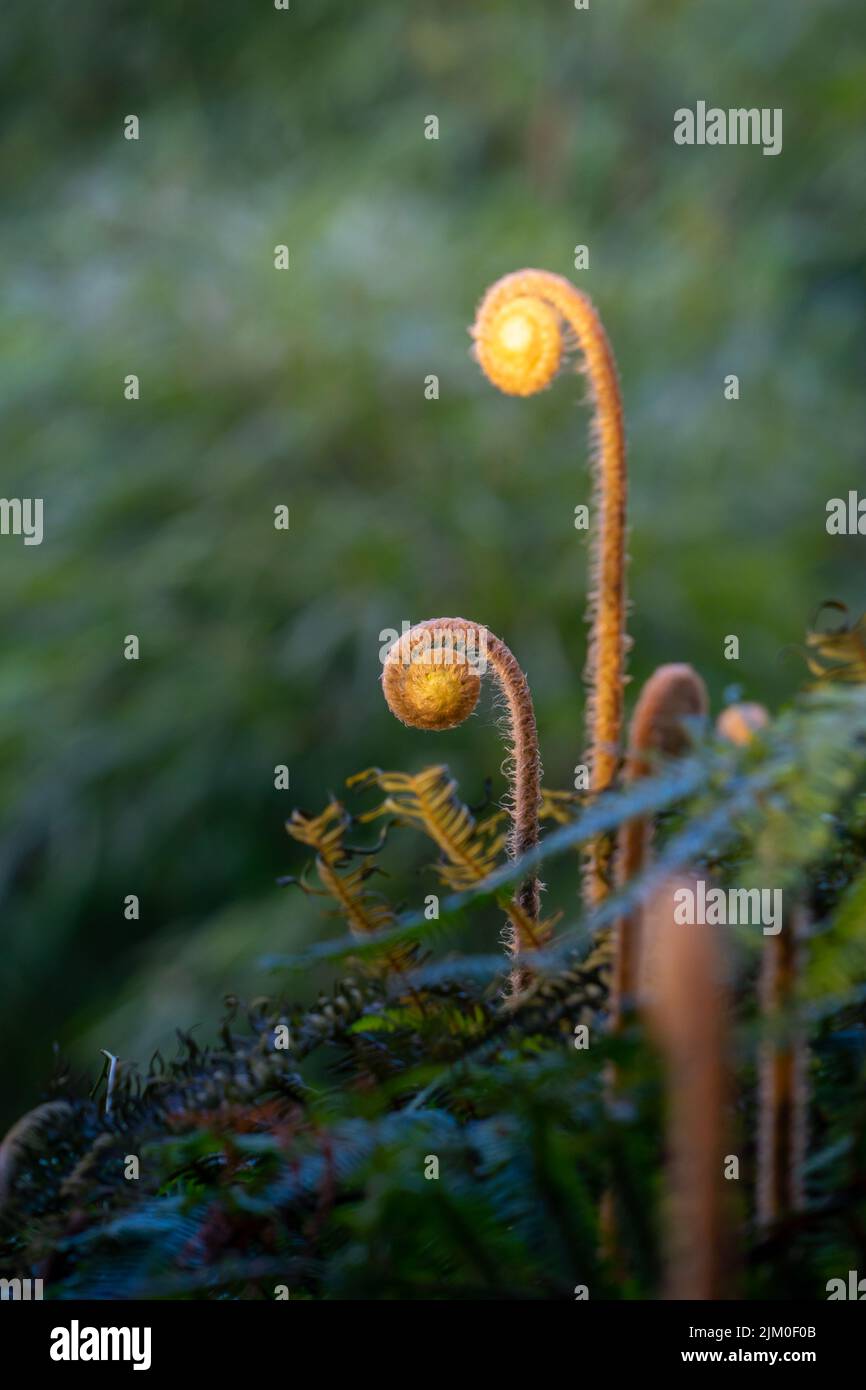 A slope with growing ferns Stock Photo - Alamy