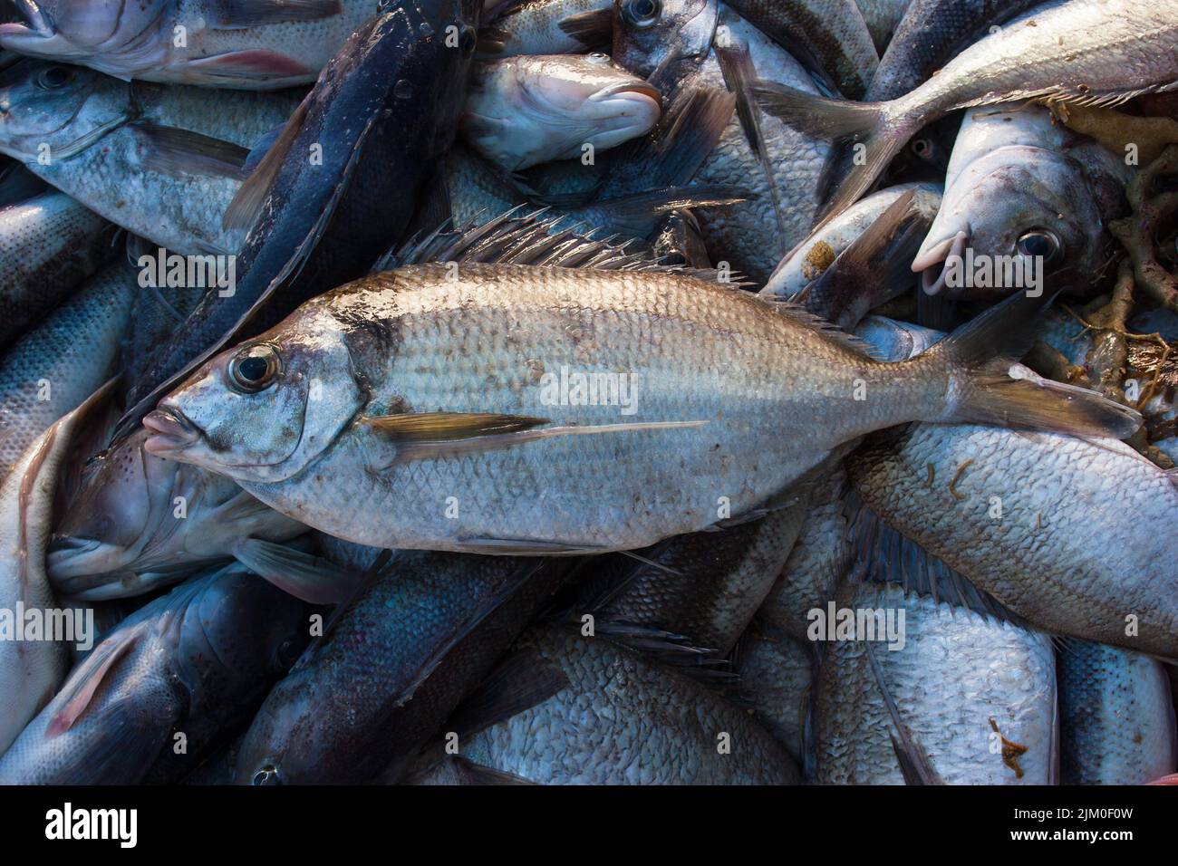 A Look at life in New Zealand: Freshly landed catch from an inshore ...
