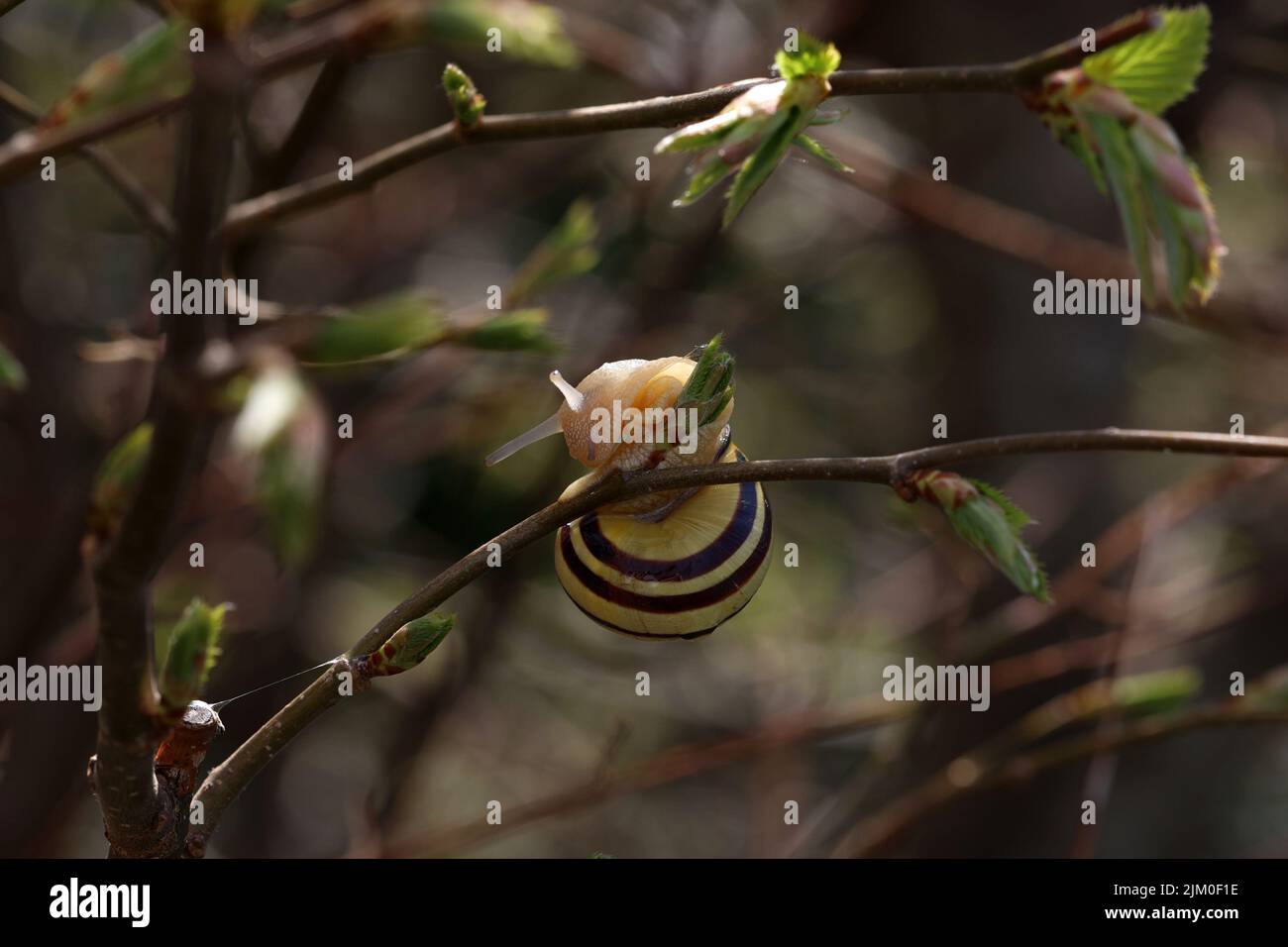 The snail crawls on the branches of a tree Stock Photo - Alamy
