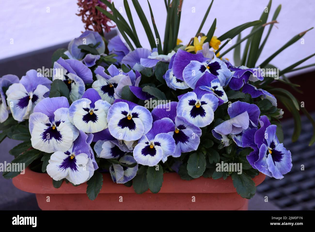 Pansies in garden border hi-res stock photography and images - Alamy