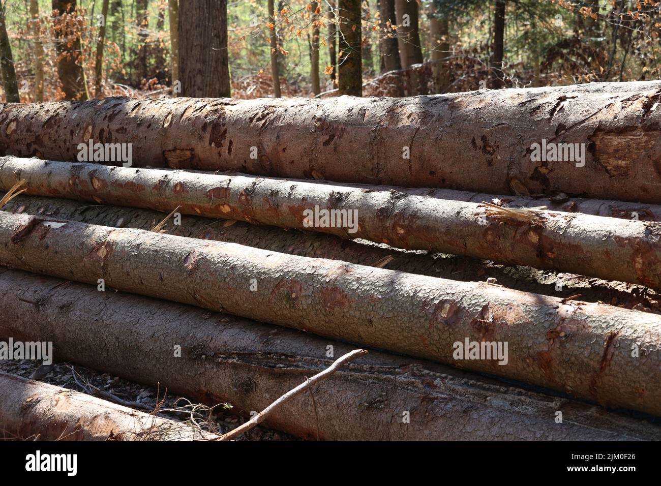 Freshly cut trees in the forest, on the side of a forest road Stock ...