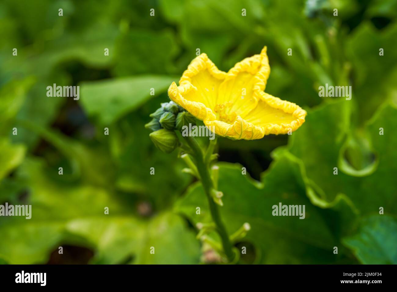 Wax gourd tree hi-res stock photography and images - Alamy