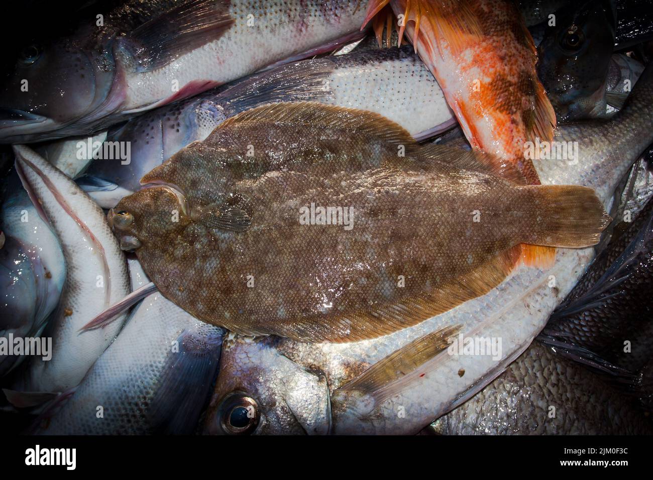A Look at life in New Zealand: Freshly landed catch from an inshore ...
