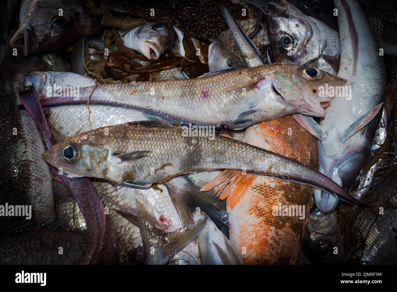 Giant Grenadier Fish