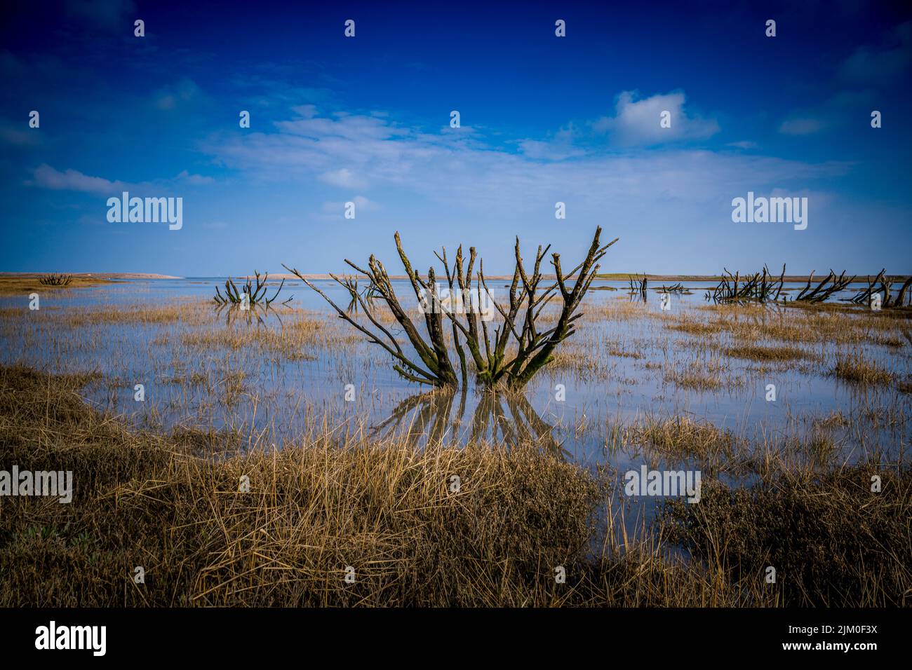 Refections of dead trees at Someret Salt Marsh Stock Photo - Alamy