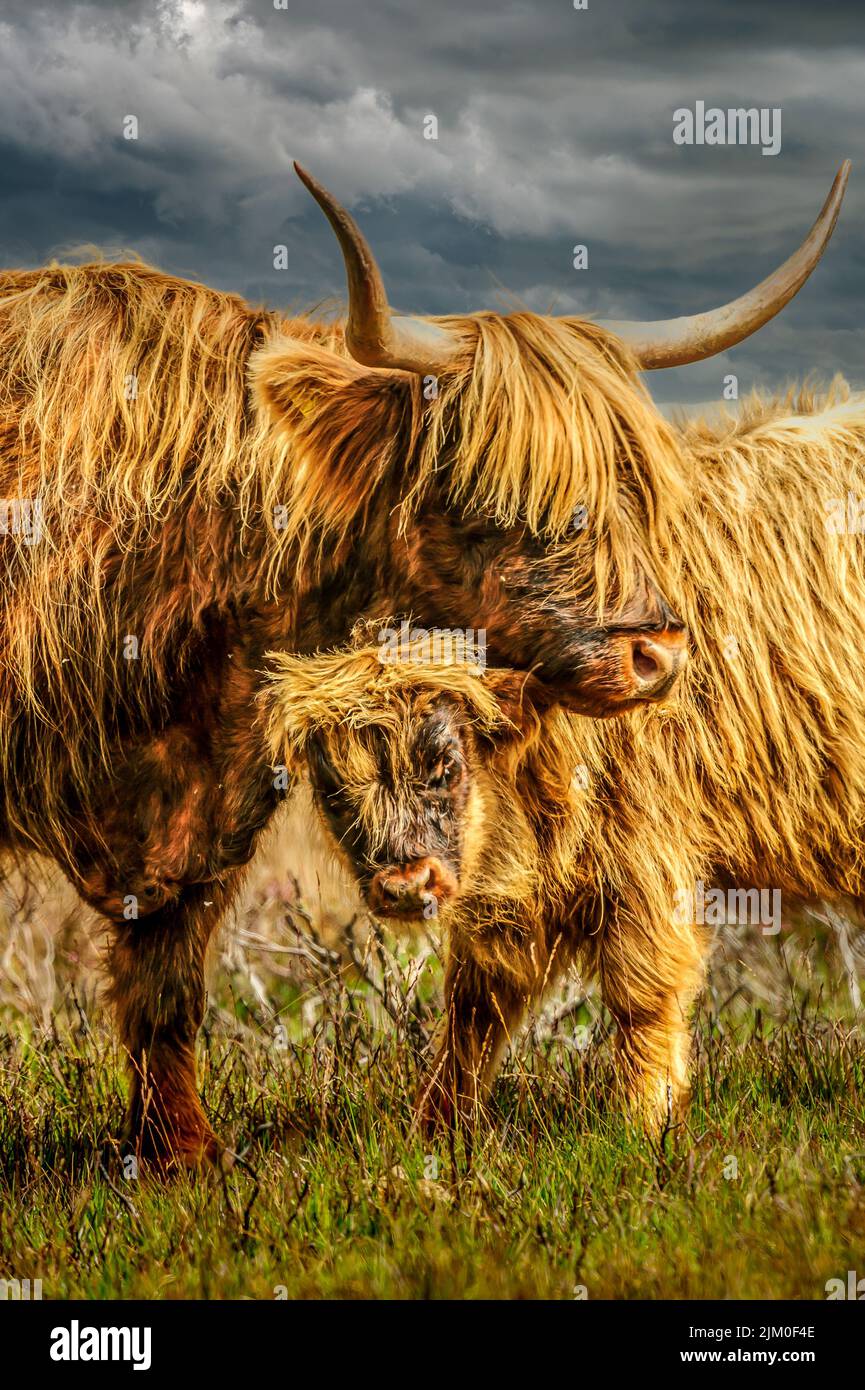 Exmoor Highland Cow and calf Stock Photo - Alamy