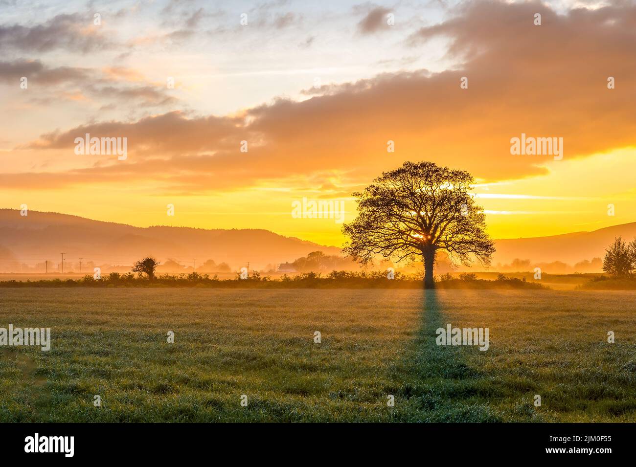 A landscape view of a Dunster Marsh at sunset with tree silhouette ...