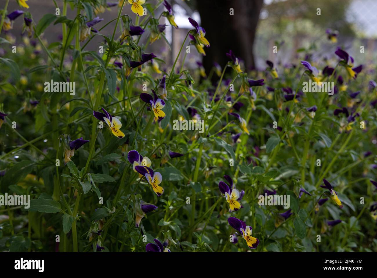Summer violet hi-res stock photography and images - Alamy