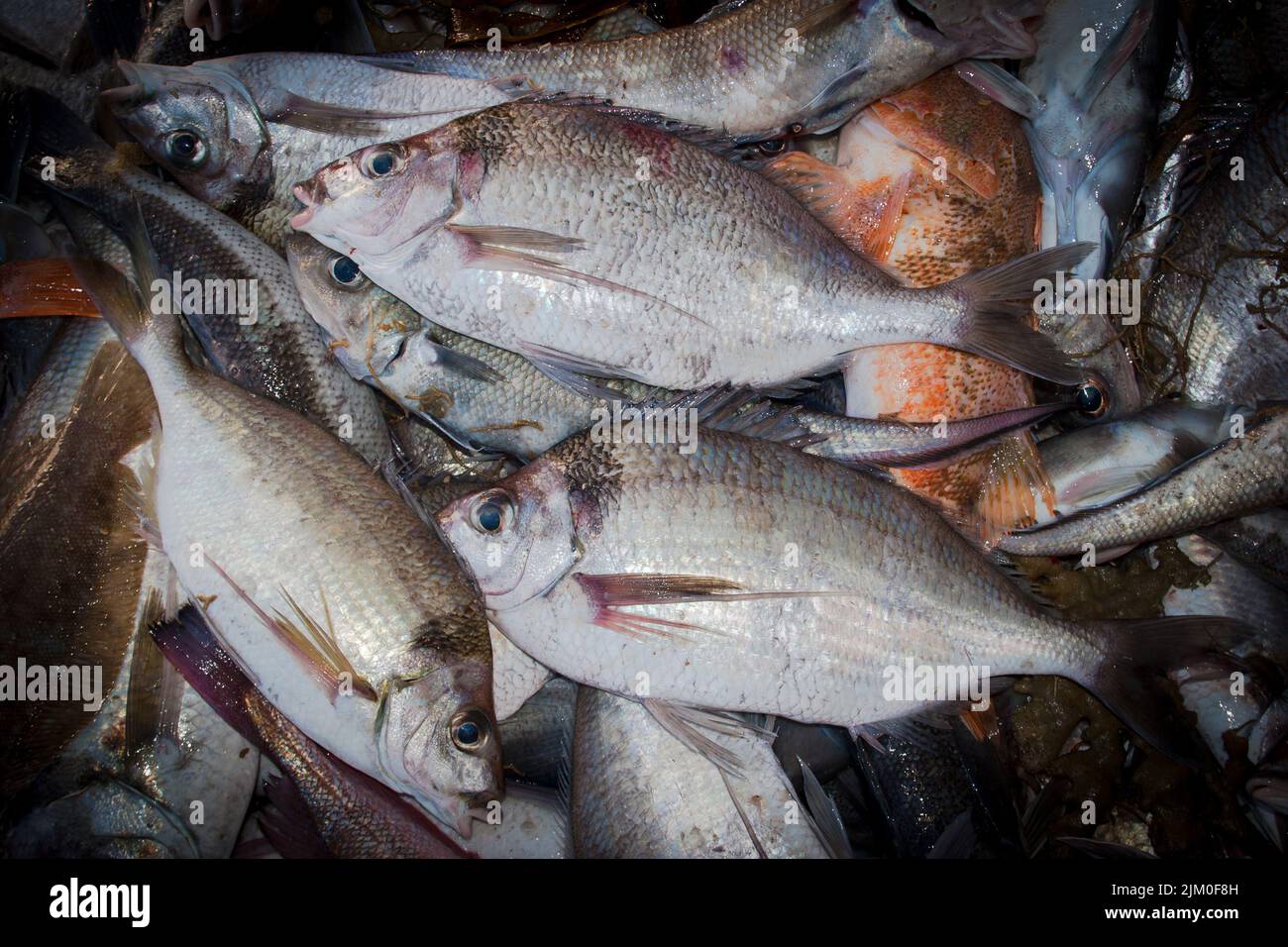 A Look at life in New Zealand: Freshly landed catch from an inshore ...