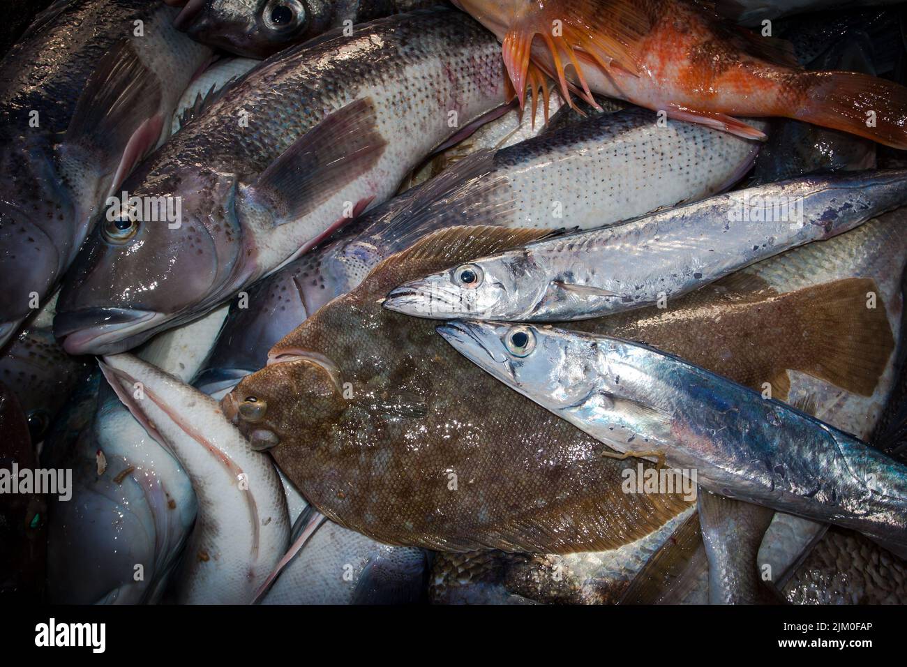 A Look at life in New Zealand: Freshly landed catch from an inshore ...