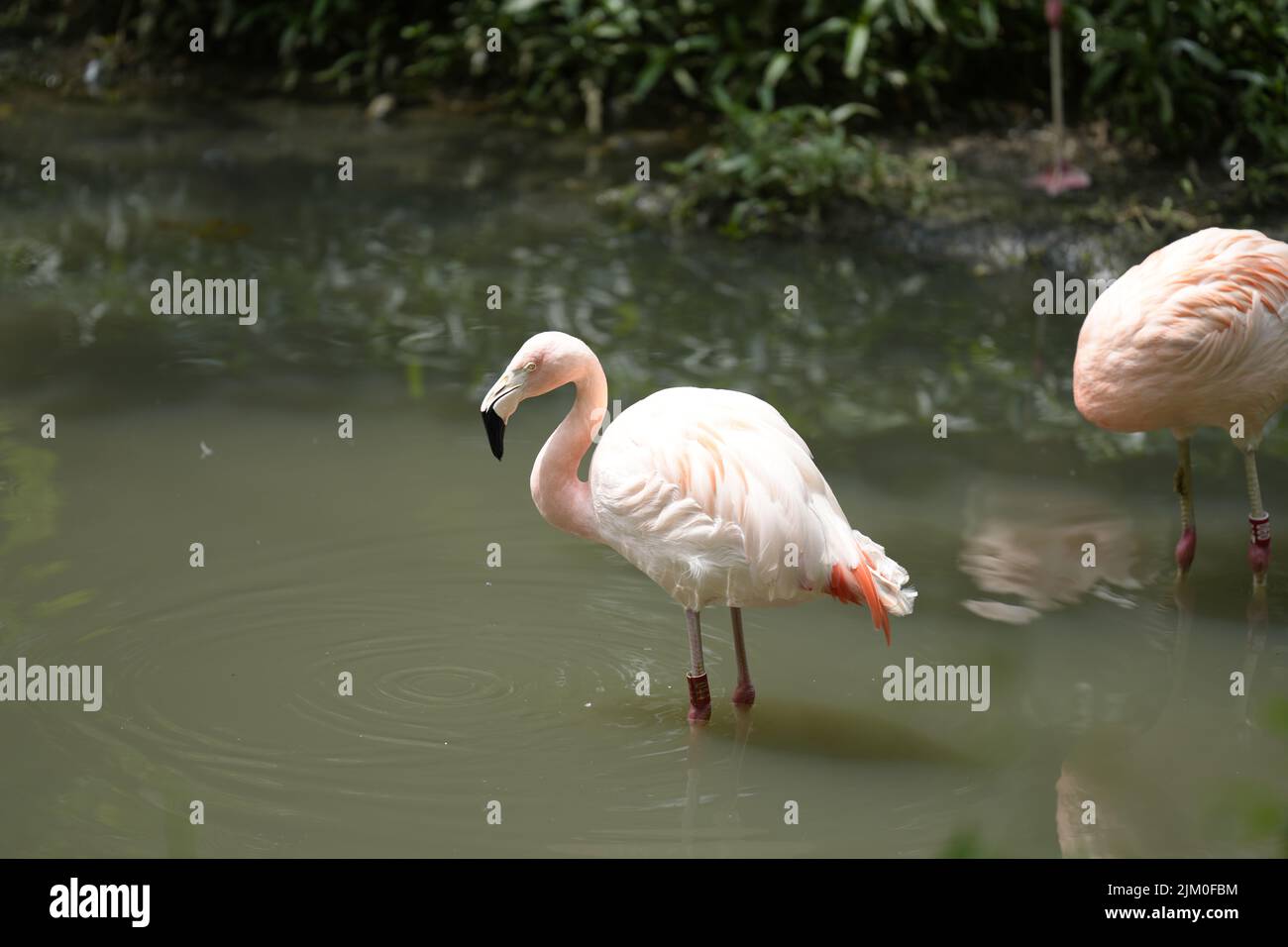 The pink flamingos in the lake at the zoo in Taipei, Taiwan Stock Photo ...
