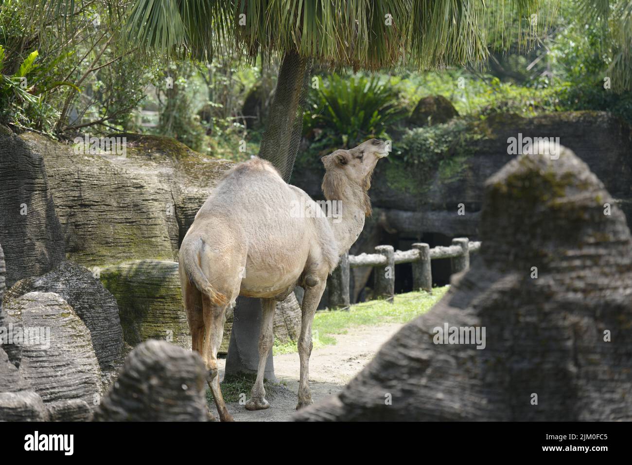 A camel at the Taipei zoo with trees Stock Photo - Alamy