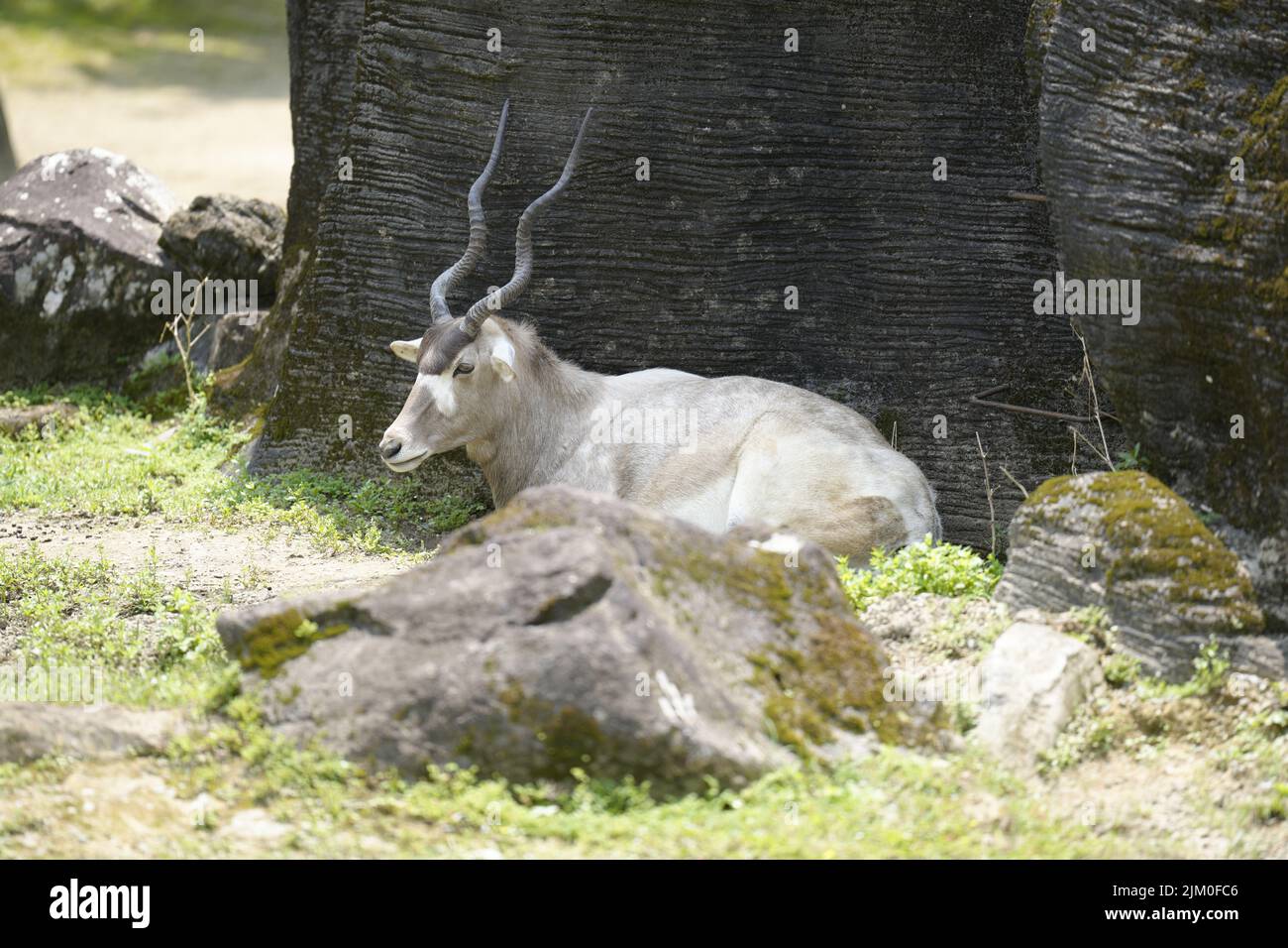 A beautiful addax with horns relaxing on the ground at Taipei Zoo Stock ...
