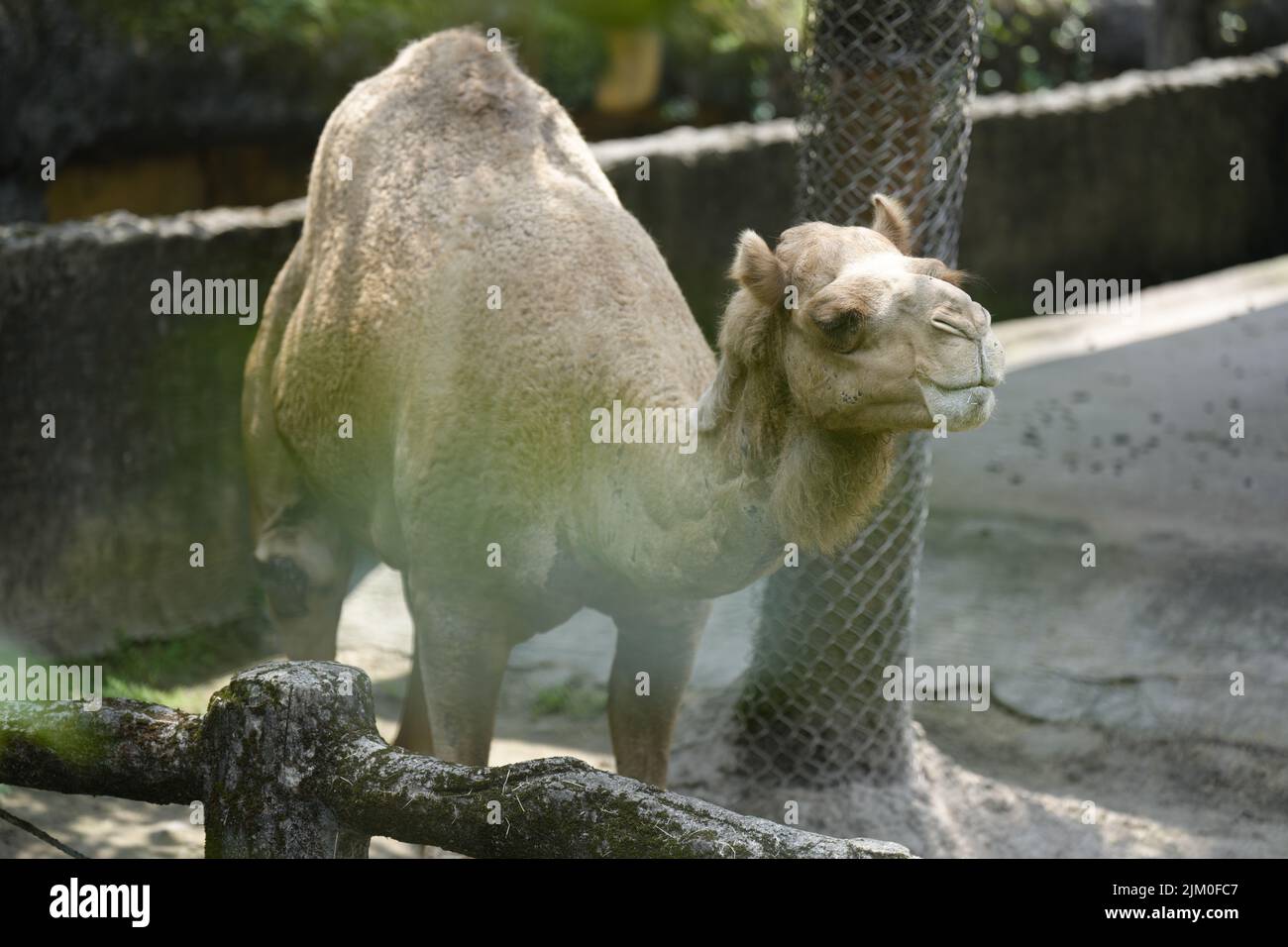 Fauna of taiwan hi-res stock photography and images - Alamy