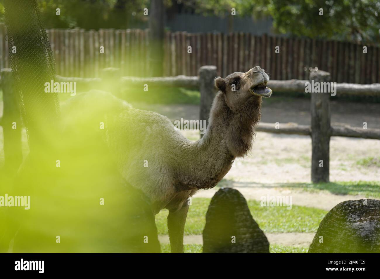 Fauna of taiwan hi-res stock photography and images - Alamy