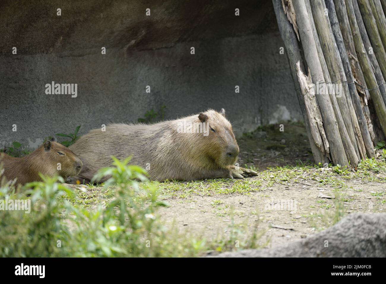 The furry capybaras relaxing on the ground in Taipei Zoo Stock Photo ...