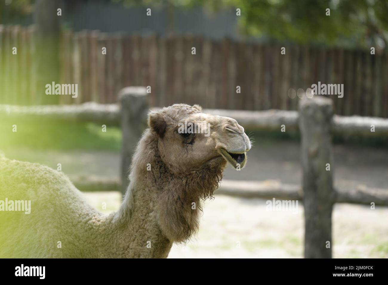 Fauna of taiwan hi-res stock photography and images - Alamy