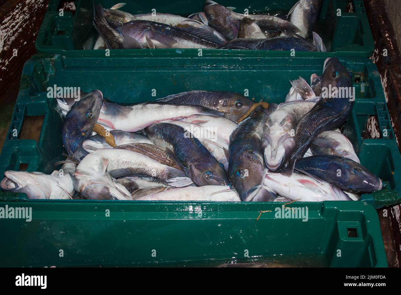 A Look at life in New Zealand: Freshly landed catch from an inshore ...