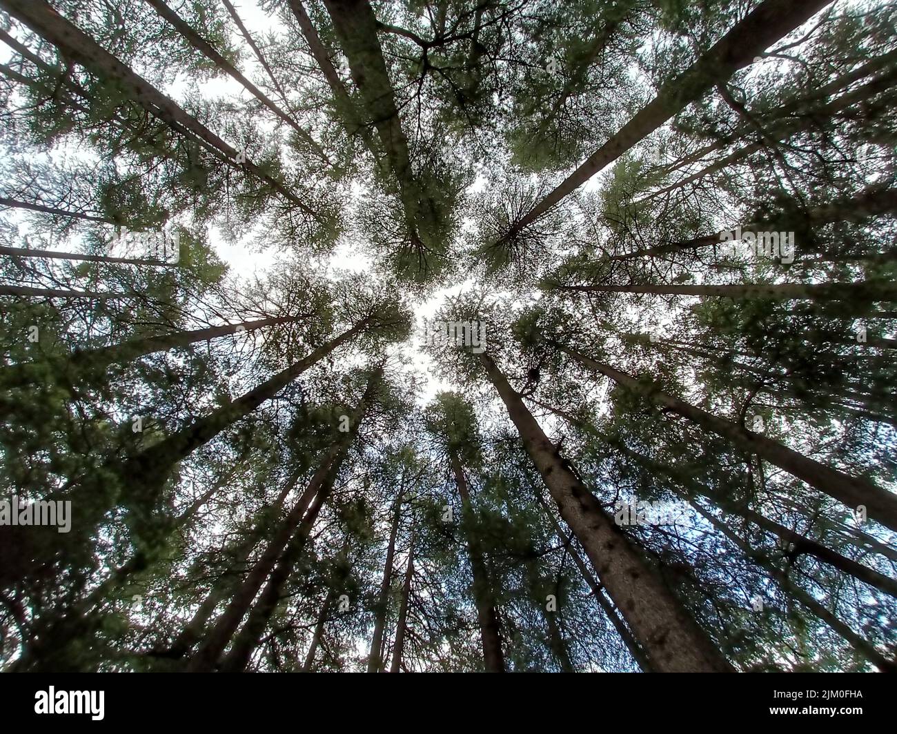 A low angle shot of tall trees in the forest Stock Photo - Alamy
