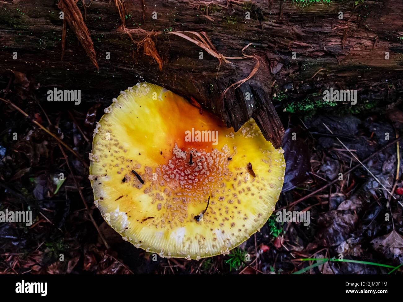 Mills brock forest hi-res stock photography and images - Alamy