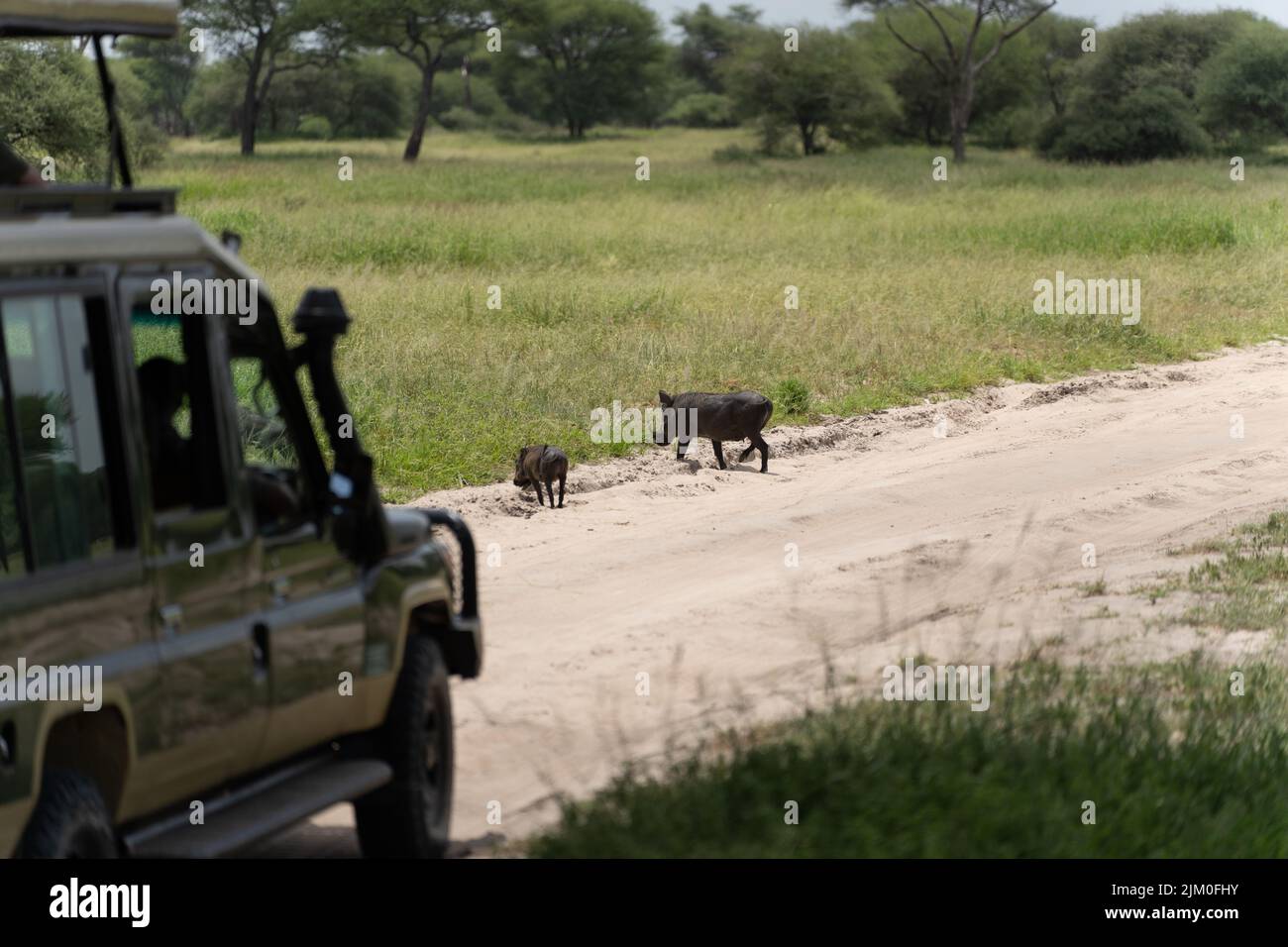 Boars wild environment hi-res stock photography and images - Alamy