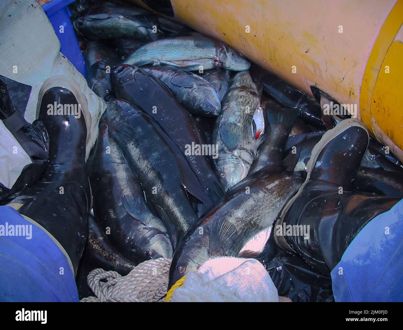 A look at life in New Zealand. Butterfish (Odax Pullus) Usually caught ...