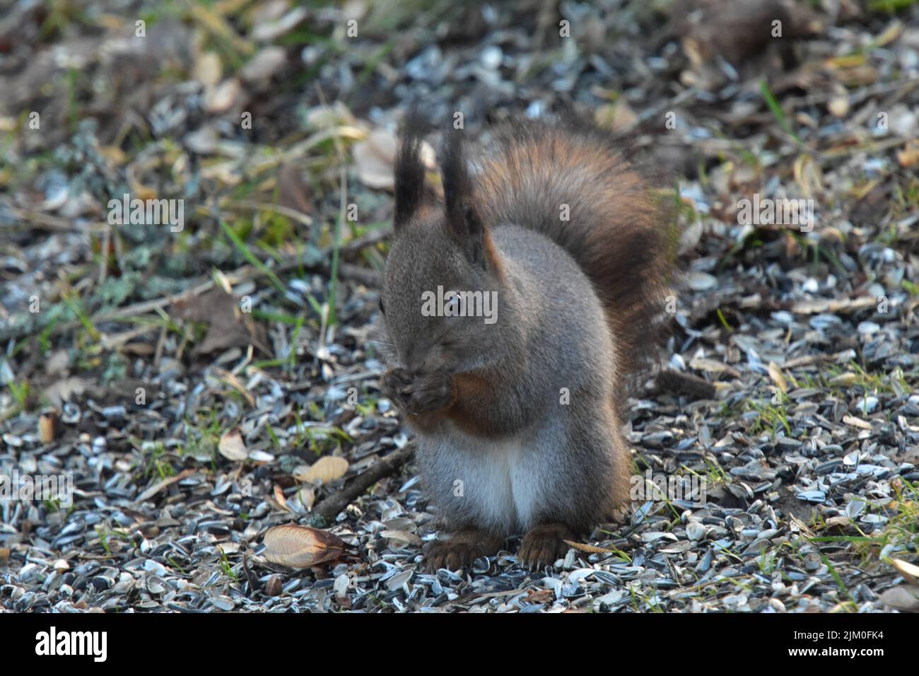 Closeup shot ground squirrel hi-res stock photography and images - Alamy