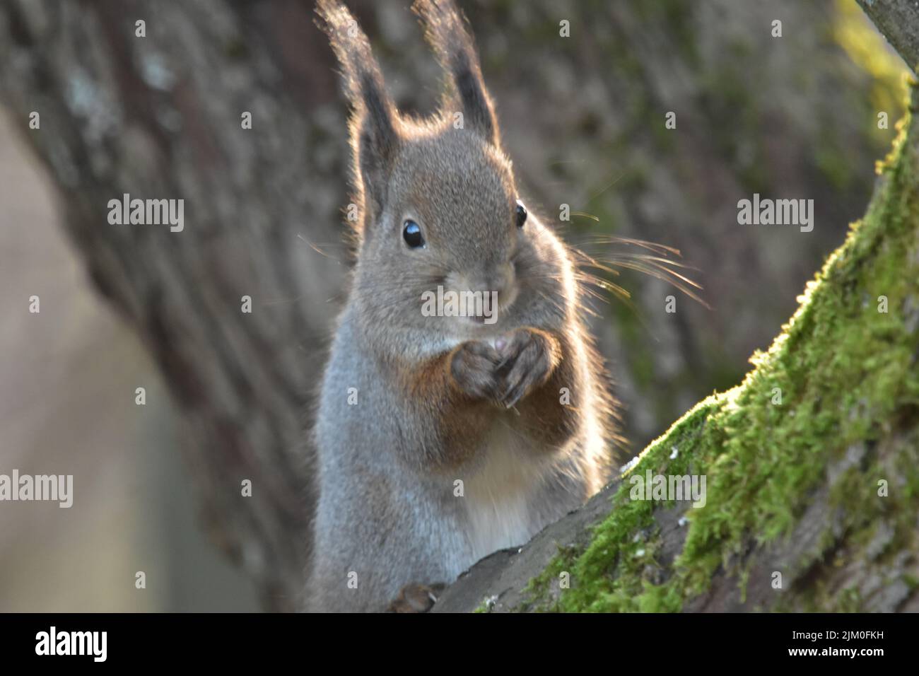 Gopher tree hi-res stock photography and images - Alamy