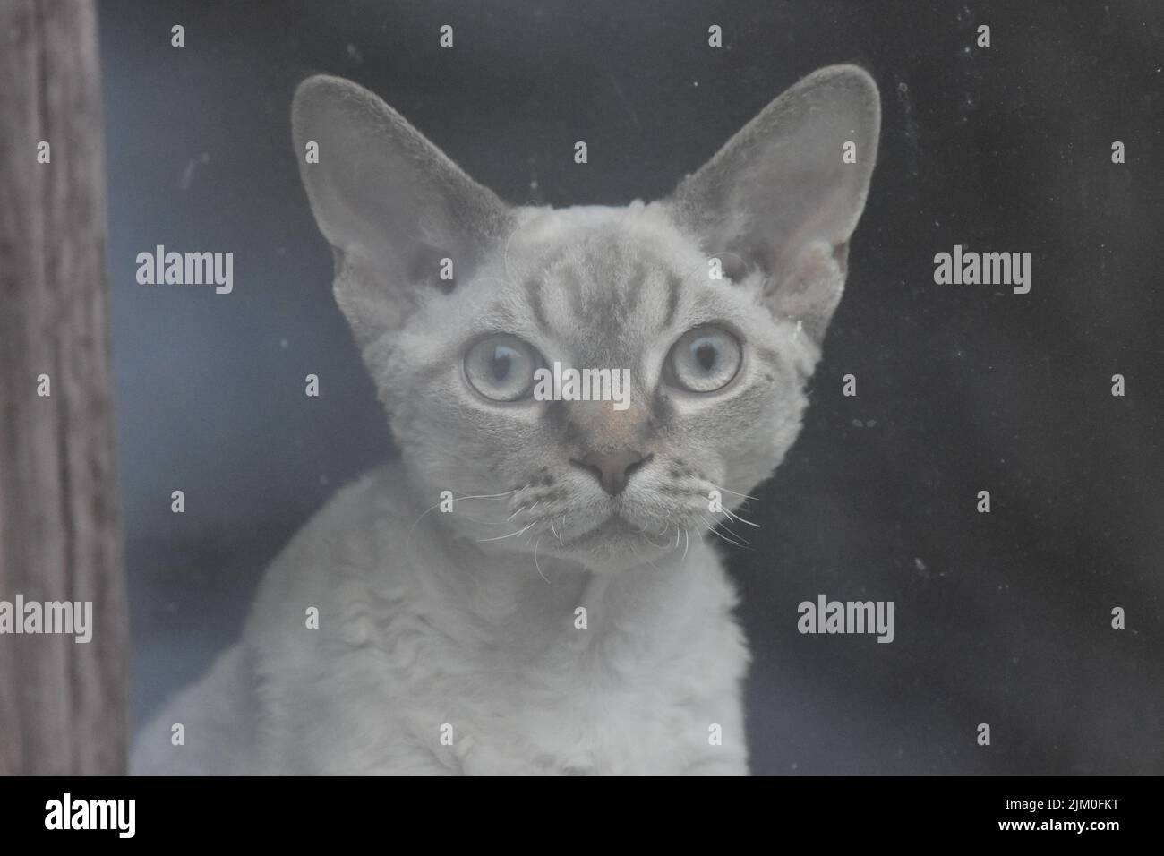 Grayscale cat hi-res stock photography and images - Alamy