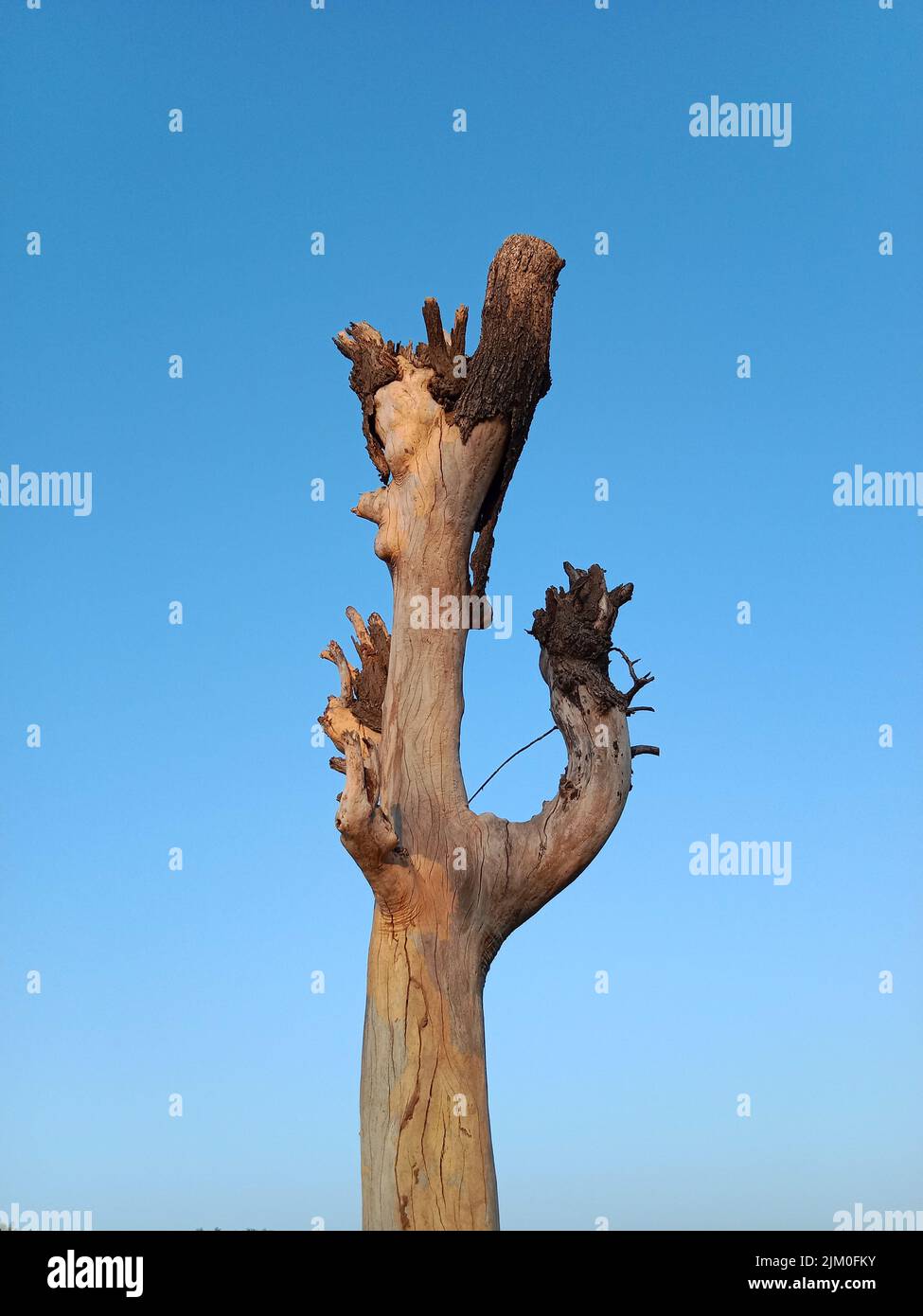 A low angle shot of a dried dead neem tree with the clear blue sky on ...