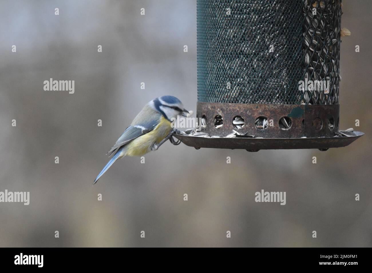 Feeding tube hi-res stock photography and images - Alamy