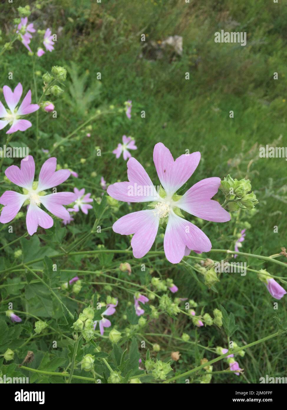 A vertical shallow focus of Musk mallow (Malva moschata) flowers Stock ...
