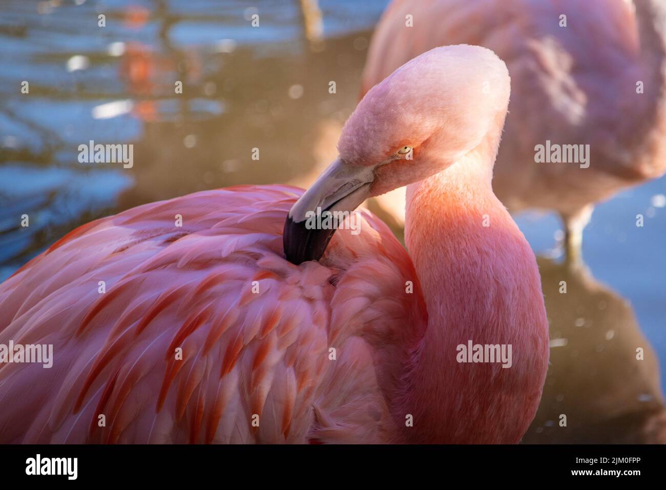 A flock of pink flamingos by the lake in a zoo Stock Photo - Alamy