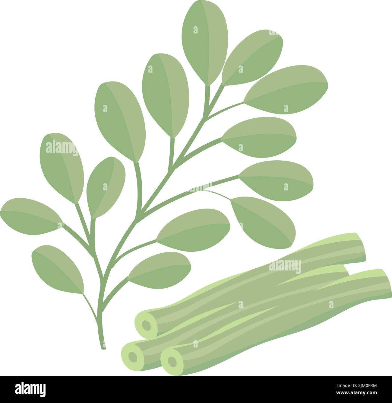 Fresh moringa leaves Stock Vector Images - Alamy