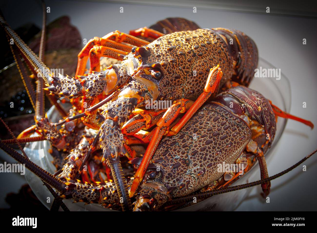 A Look at life in New Zealand. Crayfish (Spiny Rock Lobster) (Jasus ...